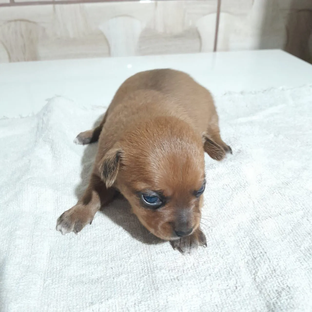 "cachorros pinscher 00" - Cachorros no Brasil