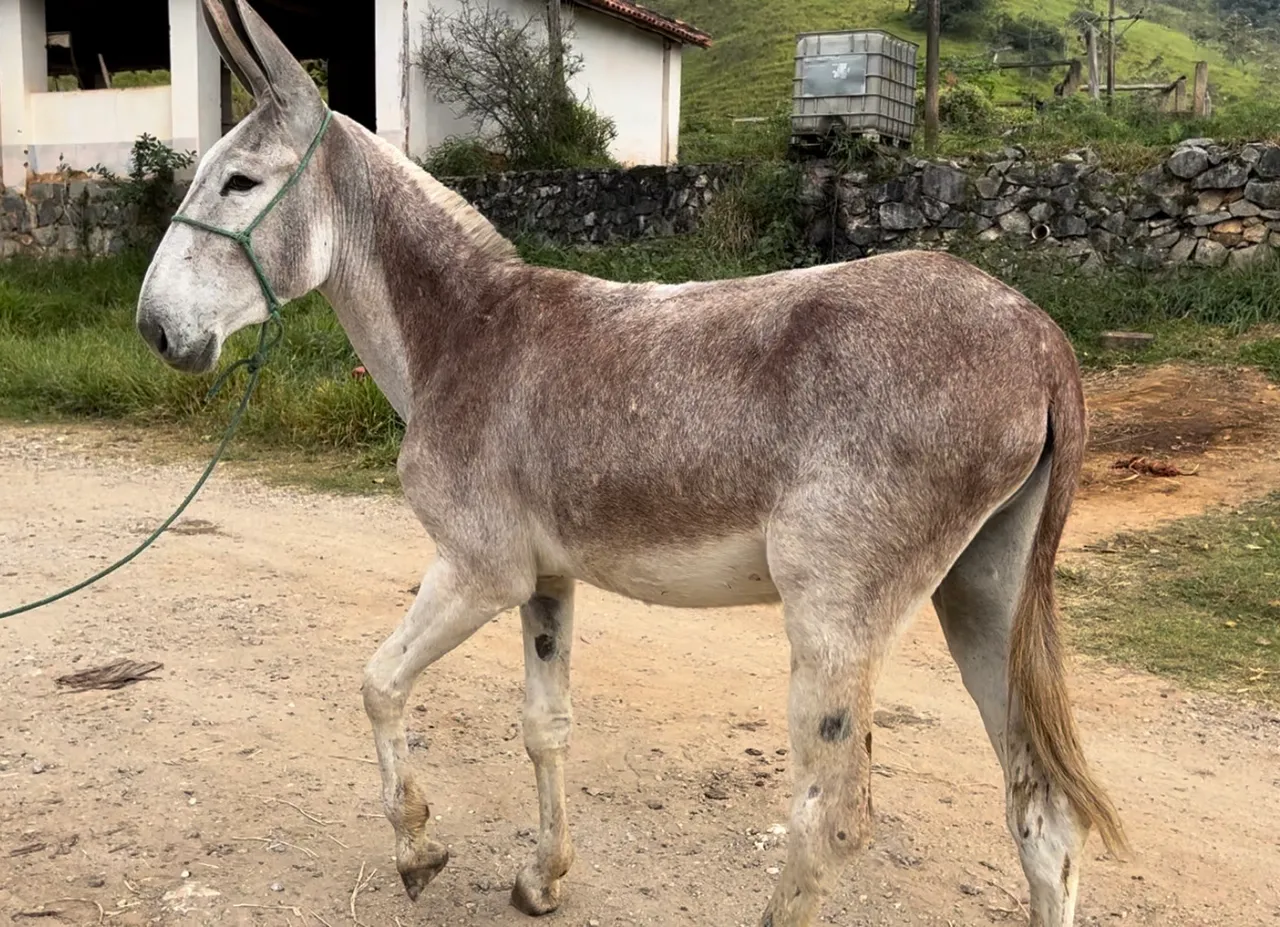 "jumentos" no Brasil