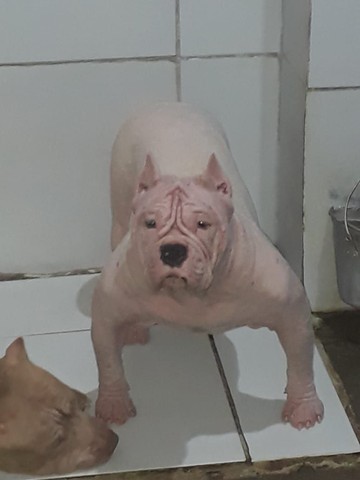 Pit monster adulto | +11 anúncios na OLX Brasil