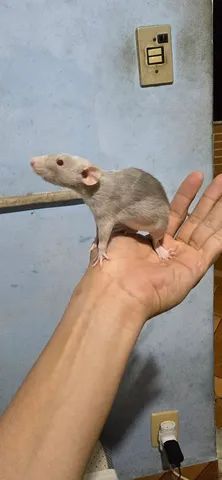 "twister ratos" no Brasil