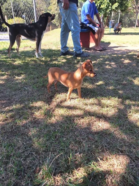 "pinscher zero zero" no Brasil