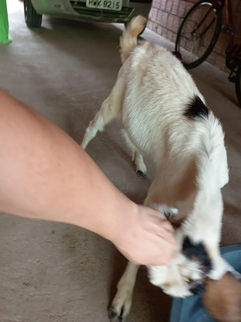 "bode filhote" no Brasil