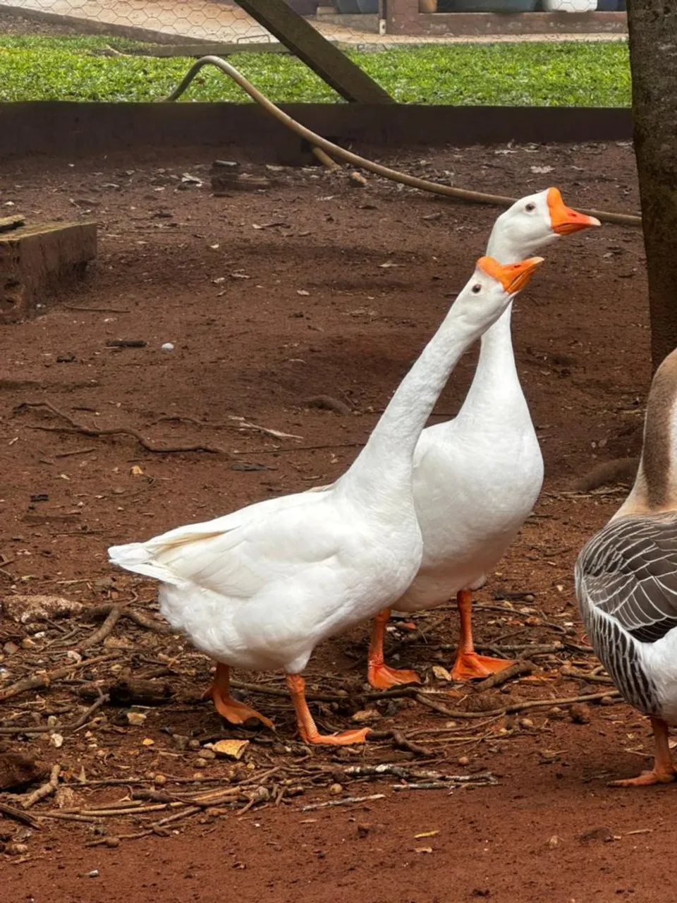 Outros animais no Brasil
