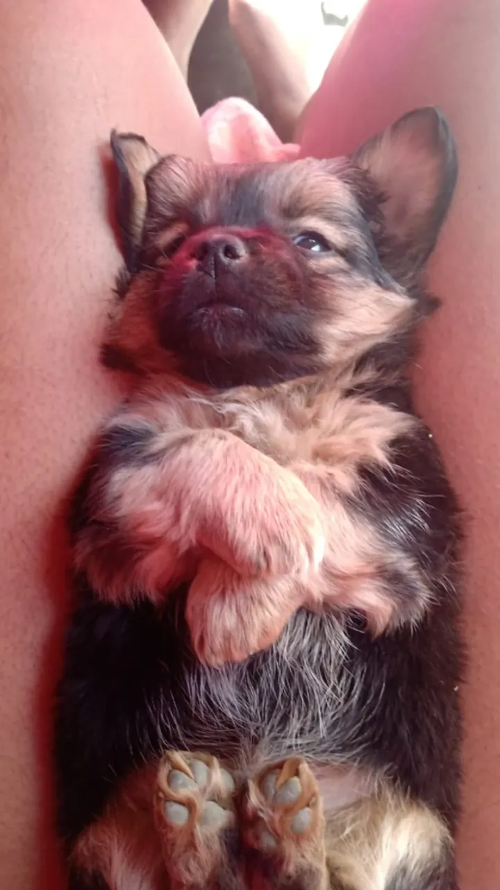 "filhote pequines" - Cachorros no Brasil