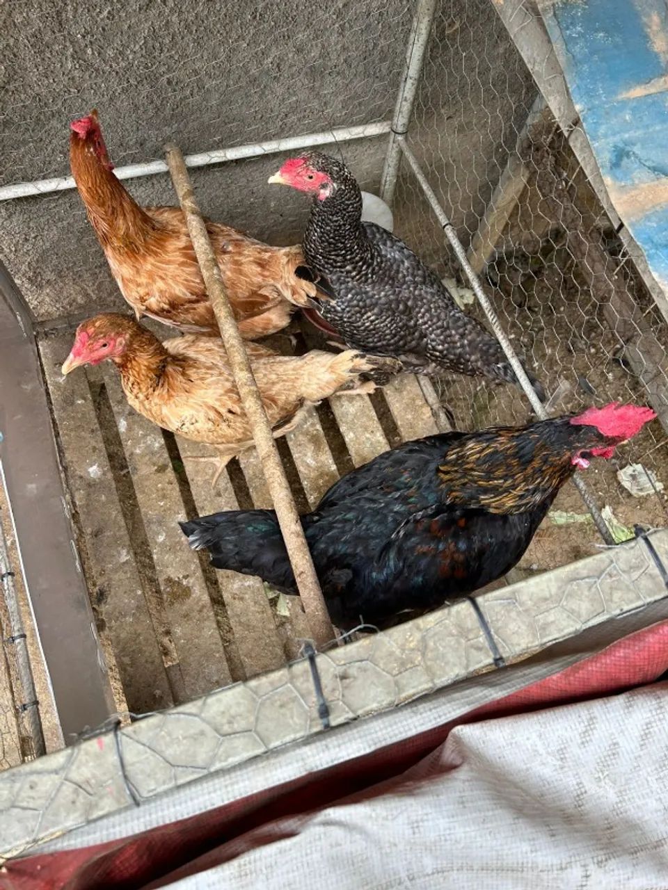 Lote de Galinha caipira - Animais para agropecuária - Santa Cruz, Juiz ...