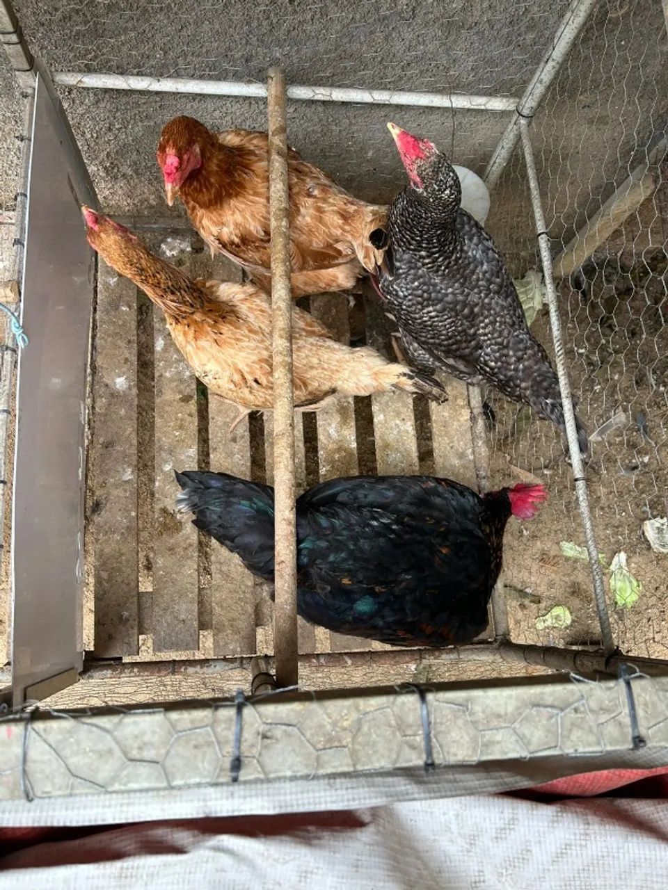 Galinha caipira - Animais para agropecuária - Santa Cruz, Juiz de Fora ...