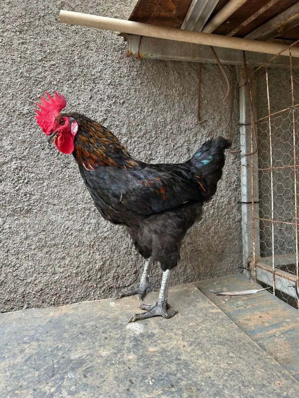 Galinha caipira - Animais para agropecuária - Santa Cruz, Juiz de Fora ...