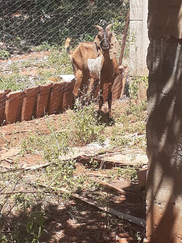 Bode filhote | +22 anúncios na OLX Brasil