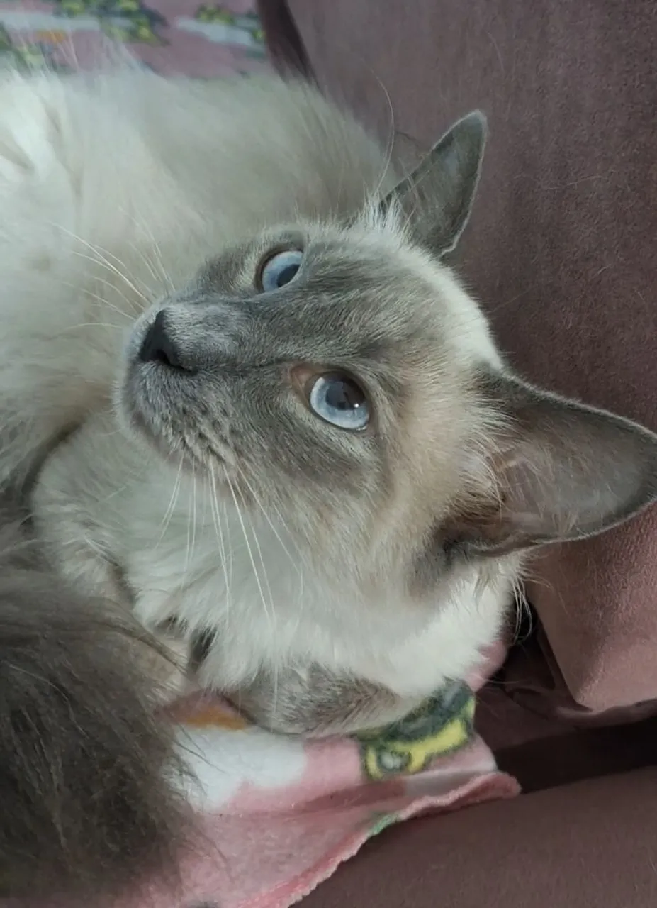 "gato angora" - Gatos no Brasil
