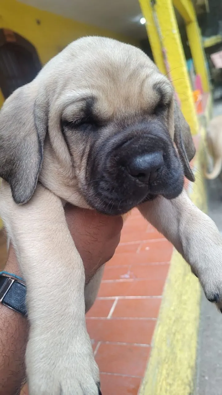 "filhote fila" - Cachorros no Brasil