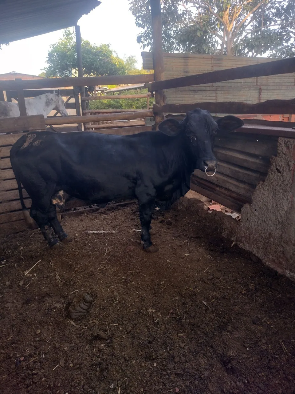 "mini vaca" - Animais para agropecuária no Brasil