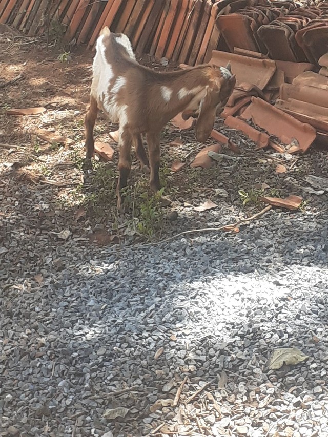 Bode filhote | +22 anúncios na OLX Brasil