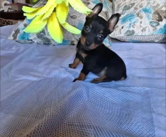 "pinscher micro" no Brasil