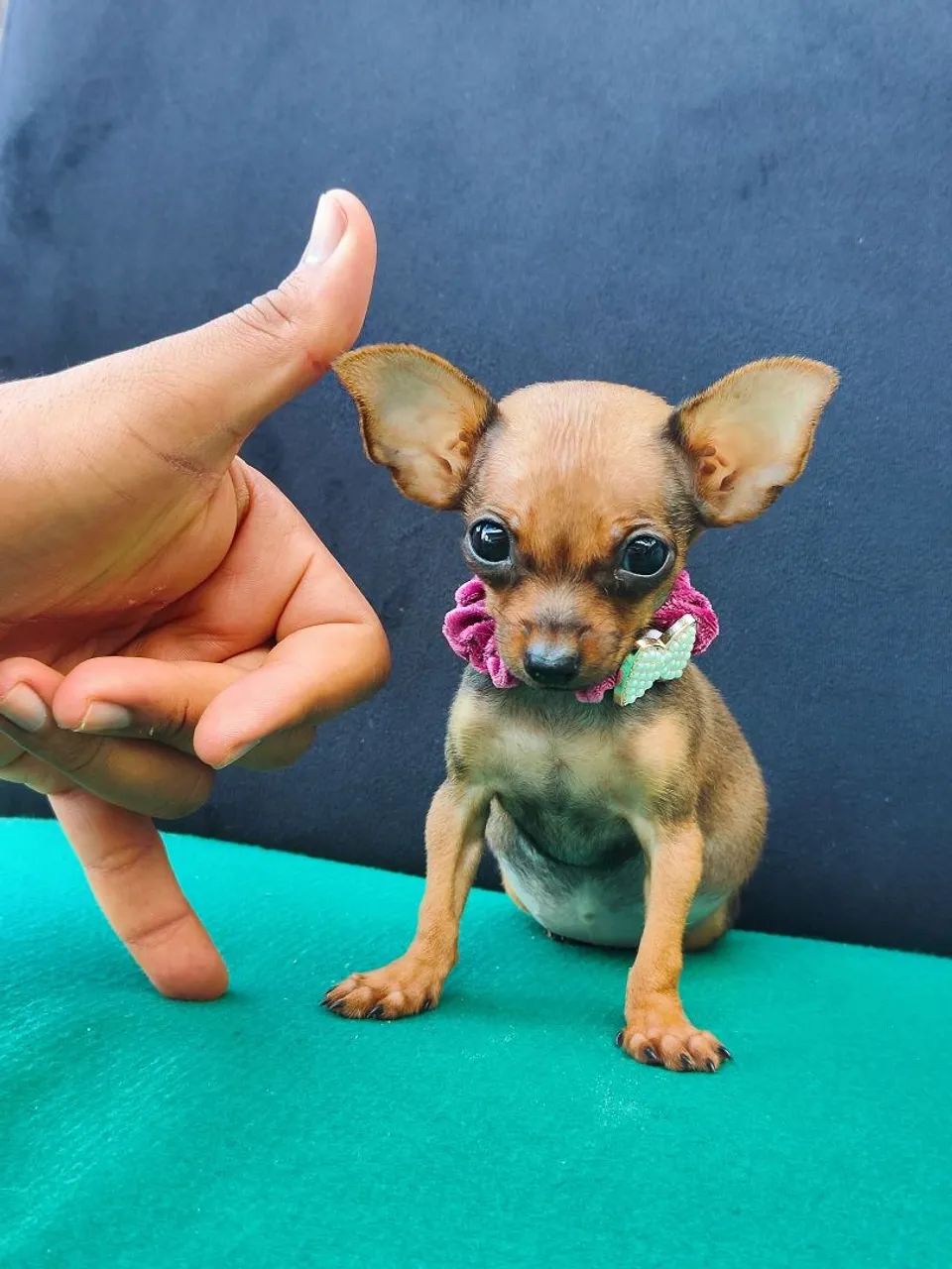 Filhote de pinscher zero ,zero miniatura - ! - Cachorros - Assunção ...