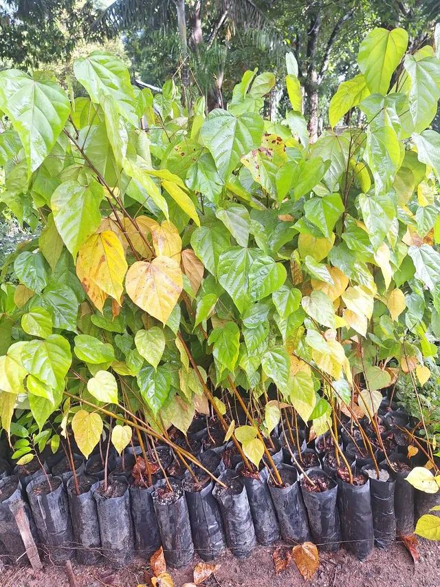 Jardinagem e Plantas em Cuiabá e região, MT