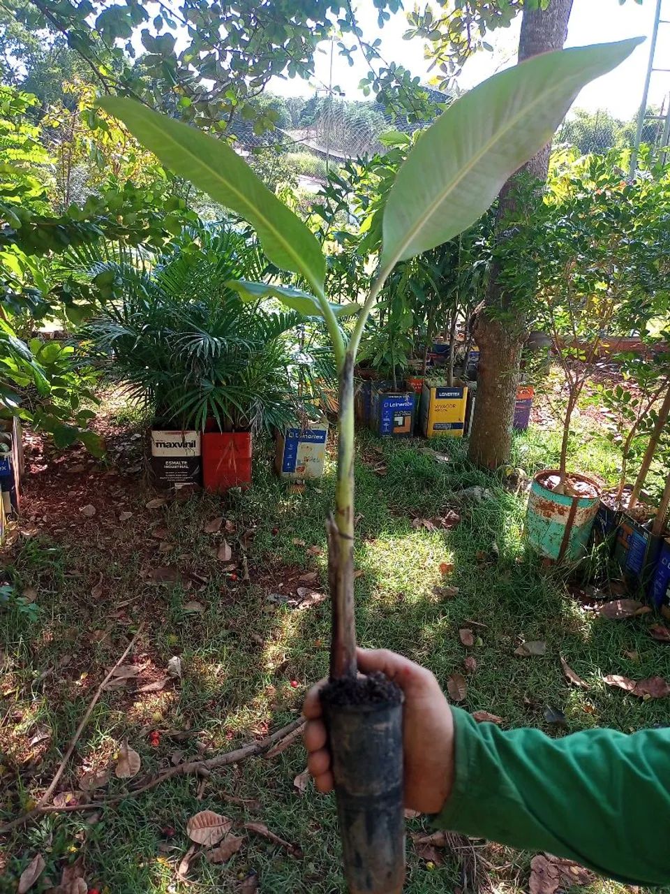 Muda de Banana da terra - Jardinagem e Plantas - Jardim Buriti Sereno ...
