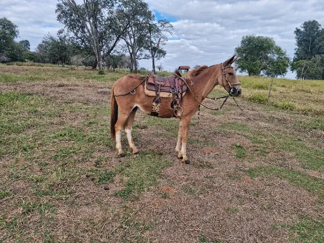 "uma mula" no Brasil