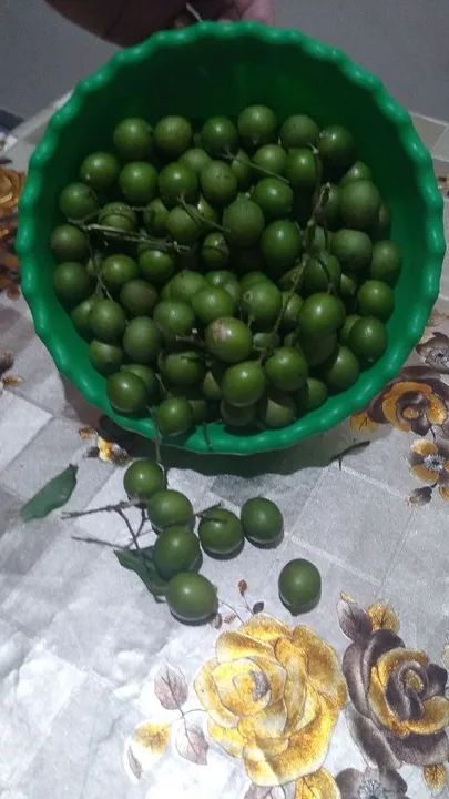 Mudas de Pitomba Verde. E manga golfinho. leia a descrição.