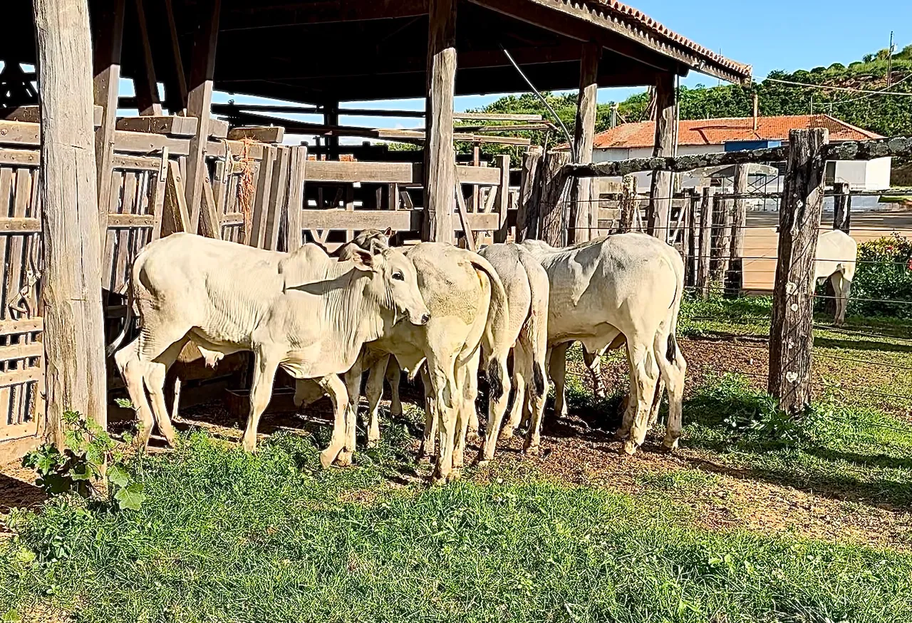 "bezerros ou bezerras" no Brasil