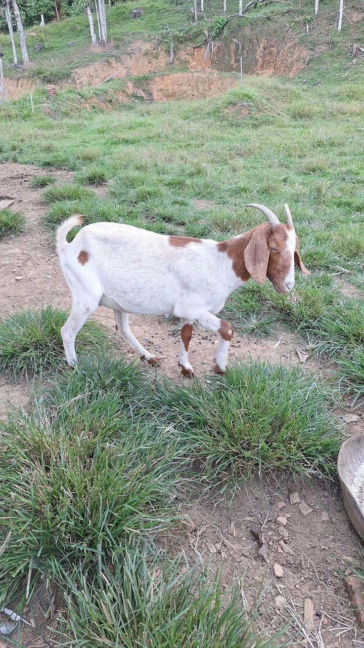 "bode filhote" no Brasil