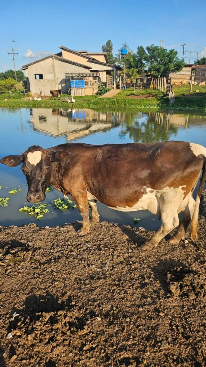 "mini vaca" - Animais para agropecuária no Brasil