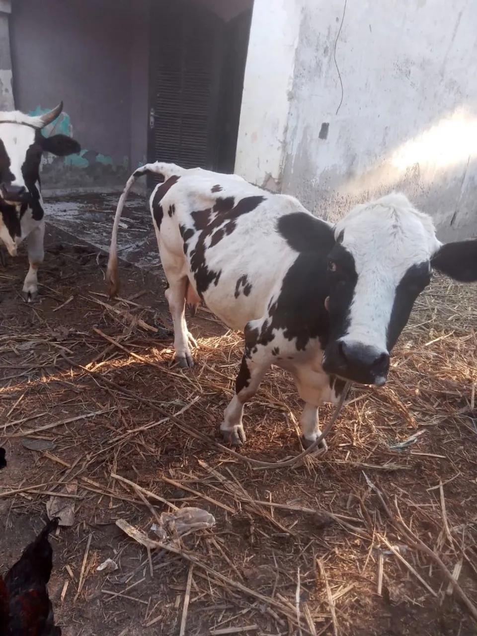 "mini vaca" - Animais para agropecuária no Brasil