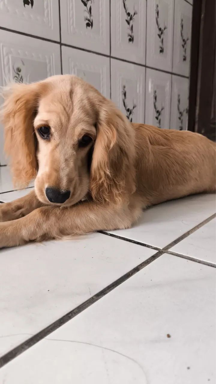 Cocker spaniel inglês - Cachorros - Parque Timbiras, São Luís ...