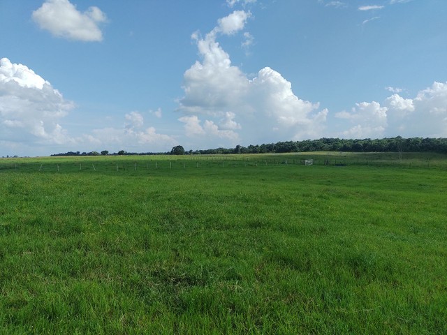 250 Hectares fazenda pronta por 5,5 milhões porteira fechada - Terrenos ...
