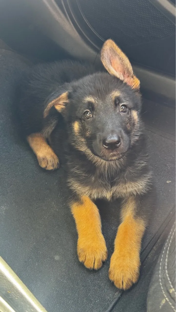 "pastor alemao puro" - Cachorros no Brasil