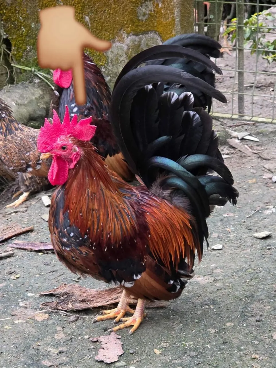 "mini garnizes" no Brasil