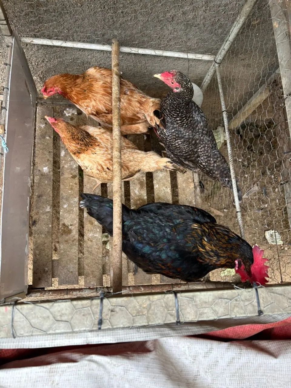 Galinha caipira - Animais para agropecuária - Santa Cruz, Juiz de Fora ...