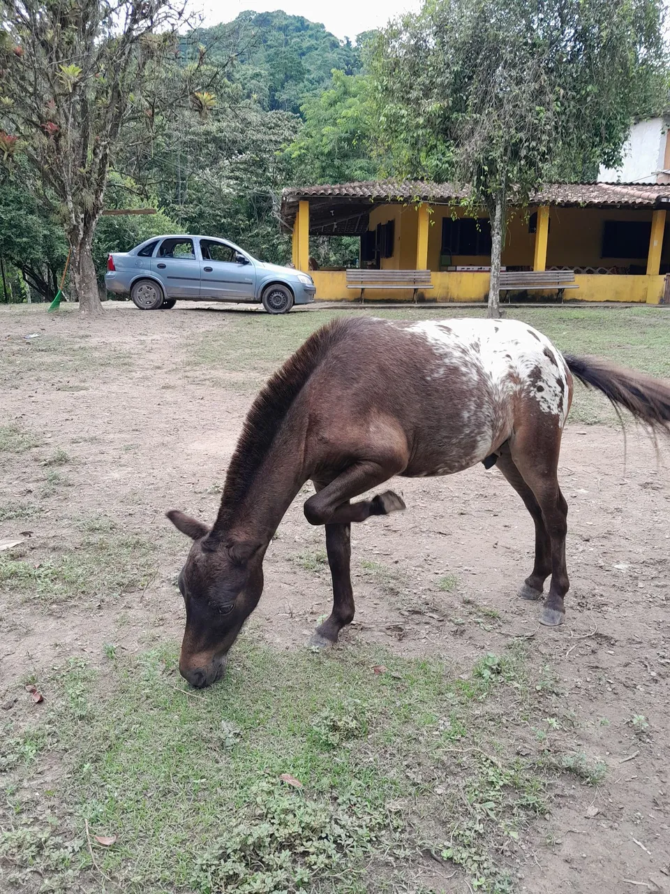 "mini ponei" no Brasil
