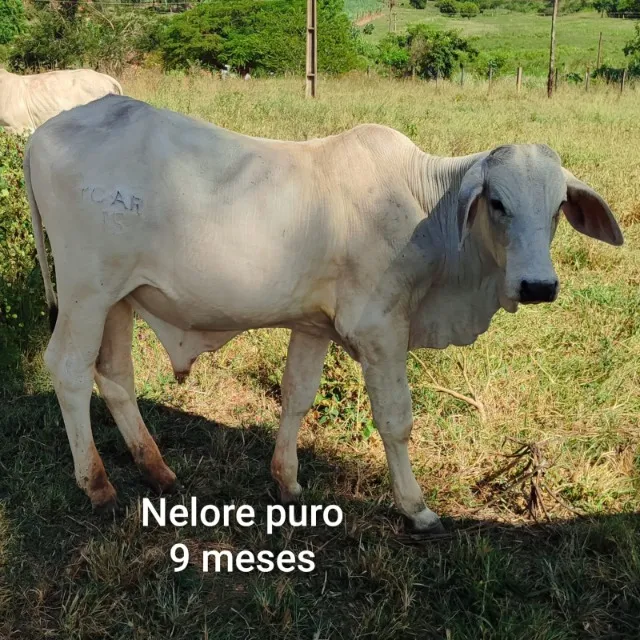 "bezerro nelore" - Animais para agropecuária no Brasil