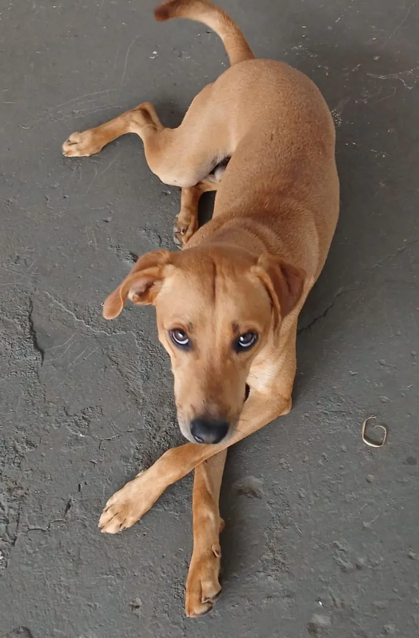 "cachorro caramelo" - Cachorros no Brasil