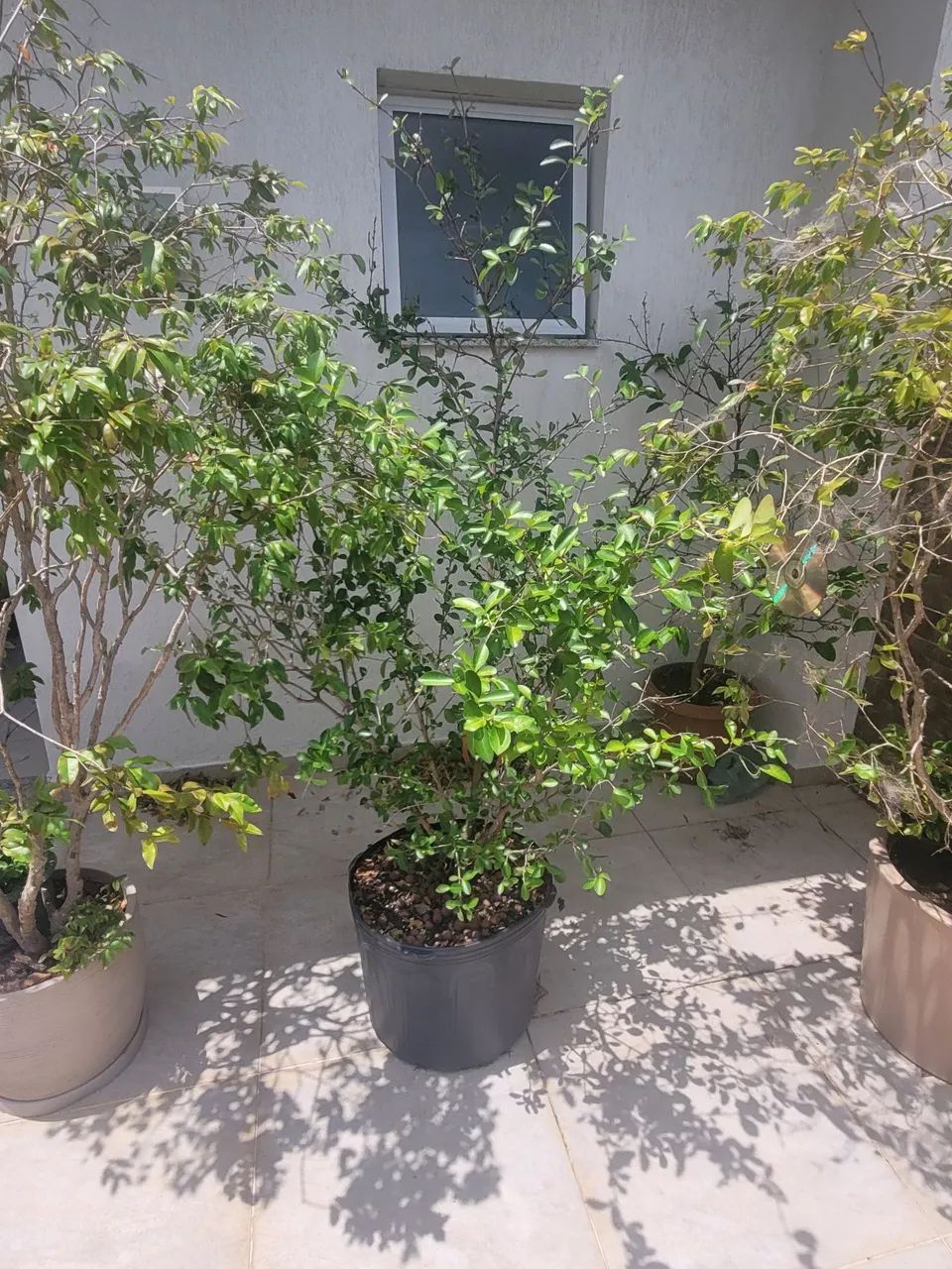2 mudas de acerola em vaso. R$ 110,00 cada - Jardinagem e Plantas ...