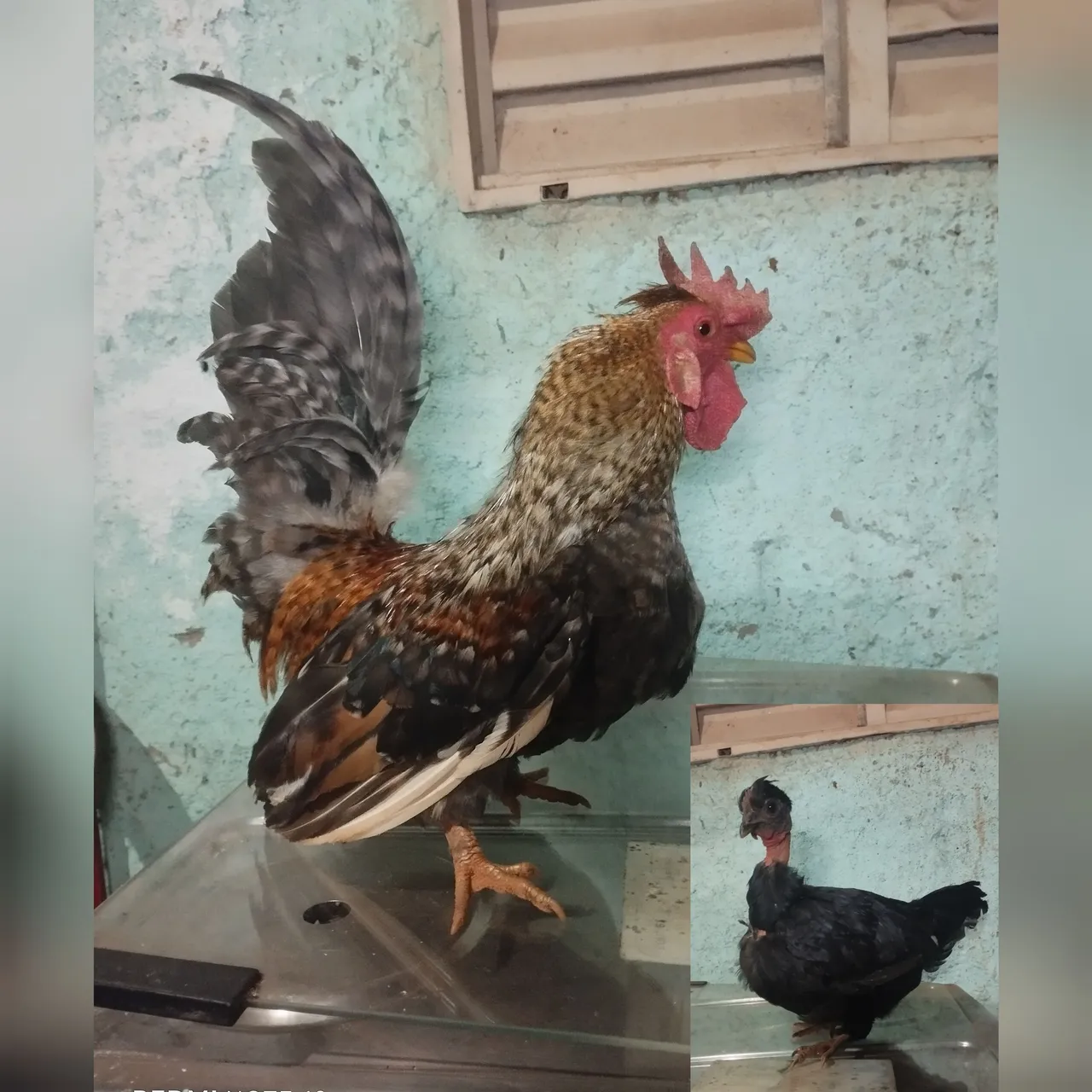 "mini garnizes" no Brasil