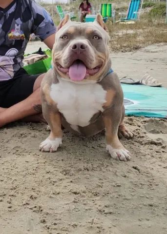 "bully tri lilac" no Brasil