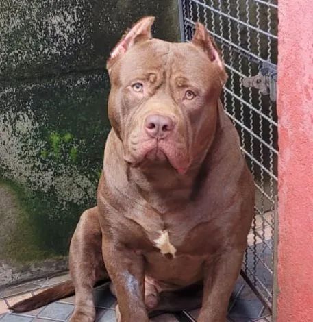 "pit monster cobertura" no Brasil