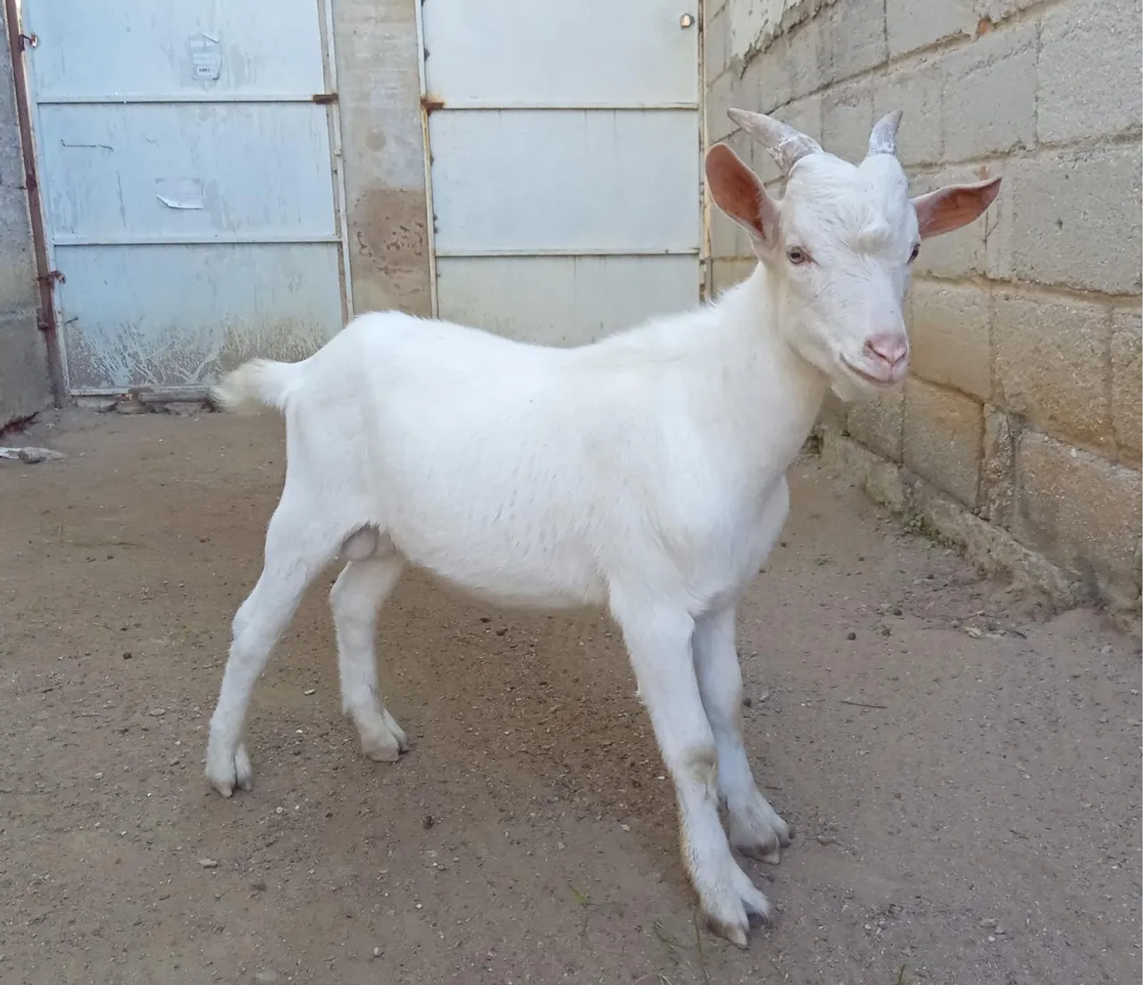 "mini cabras" no Brasil