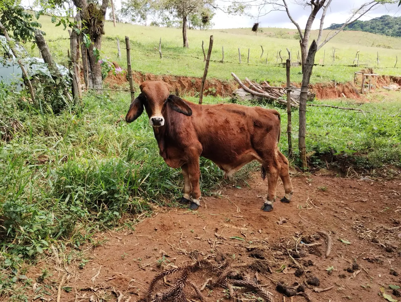 "boi mini boi" - Animais para agropecuária no Brasil