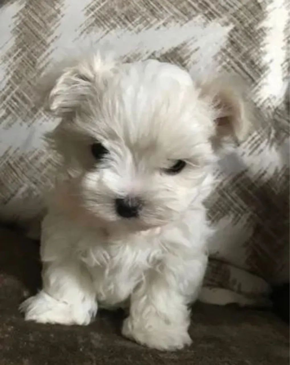 Filhote de Maltês puro, pelagem branca e macia! - Cachorros ...