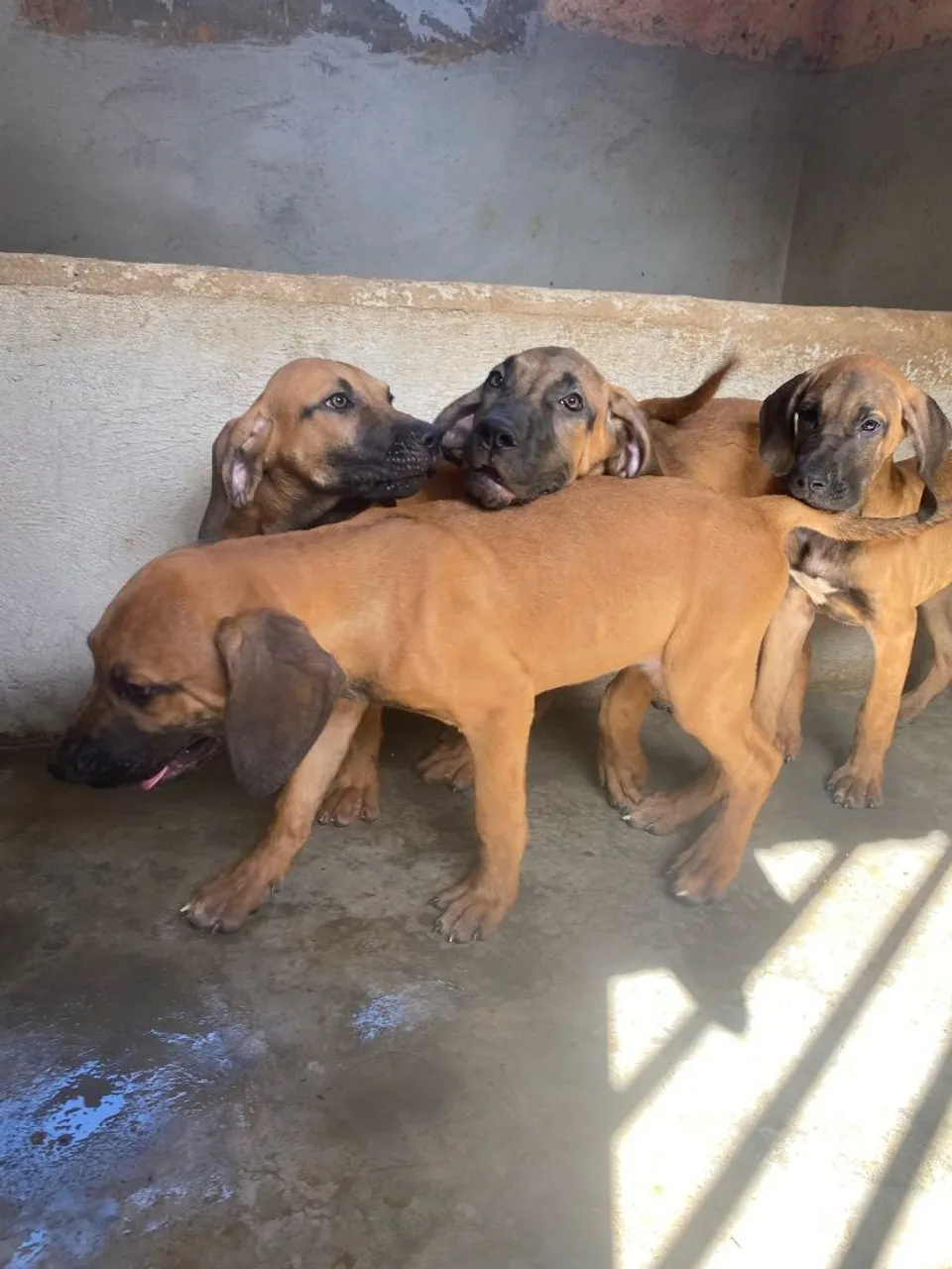 "filhote fila" - Cachorros no Brasil