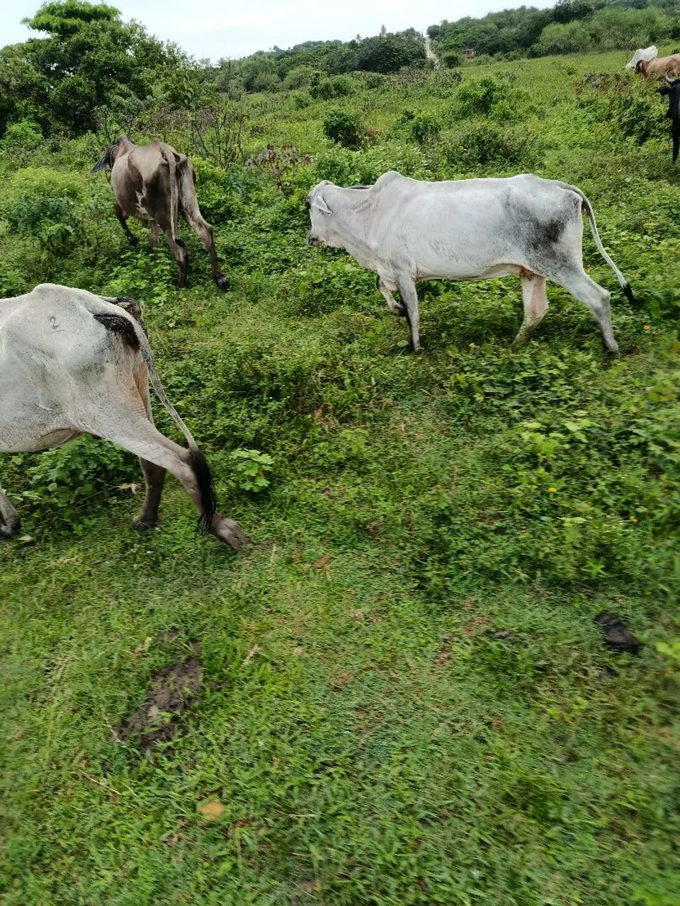 "vaca parida nelore" - Animais para agropecuária no Brasil