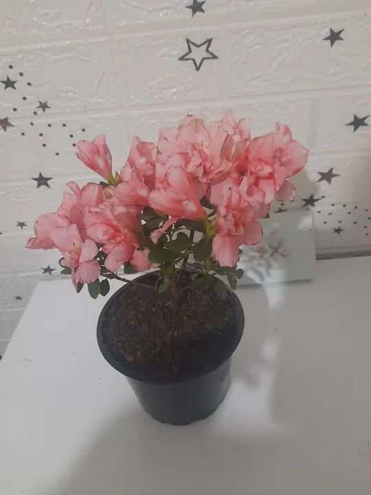 Azaléia Mini flor dobrada pink. Linda planta natural decoração interior ...