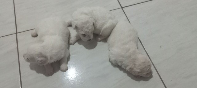 Filhote de pudo | +11 anúncios na OLX Brasil