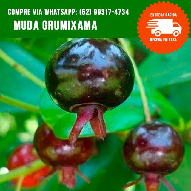 "grumixama" no Brasil