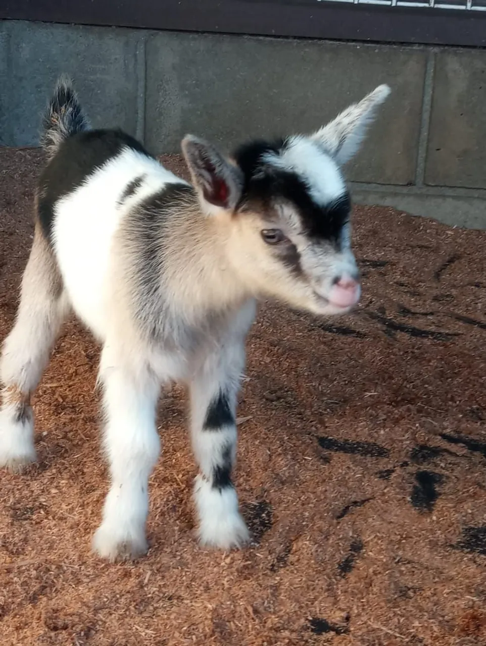 "mini cabras" no Brasil