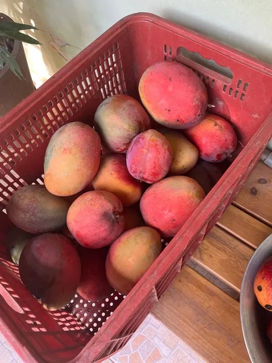 Vendo caixa de manga haden / rosa / espada