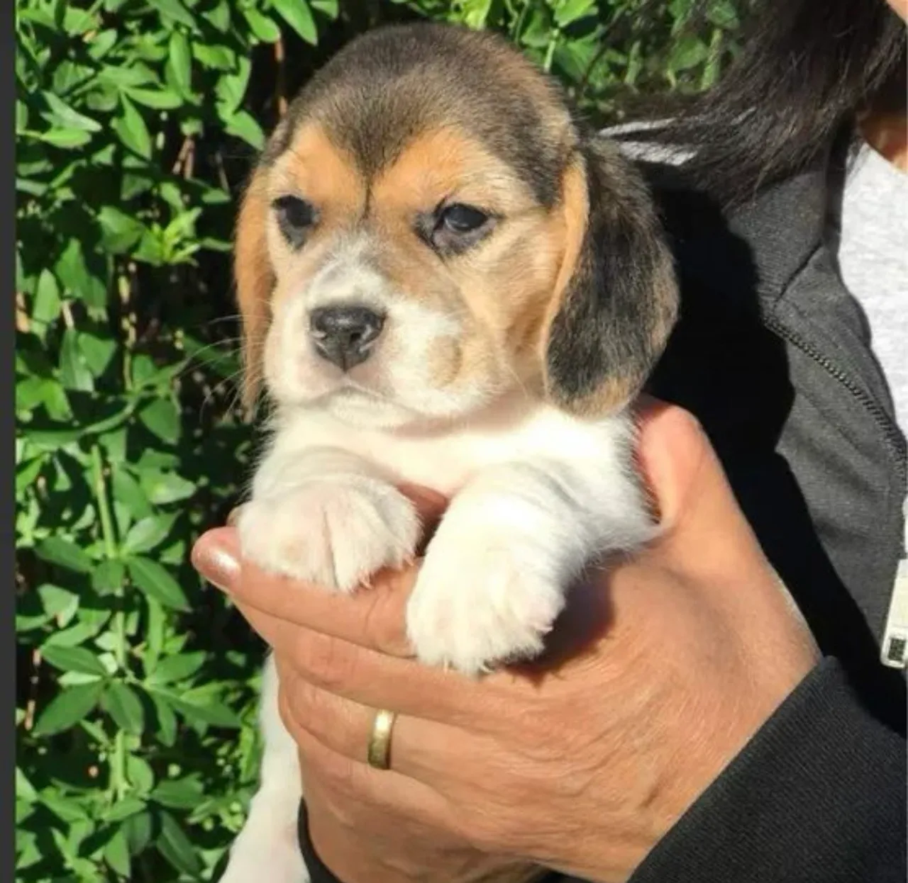 "filhotes de cachorros beagle" - Cachorros no Brasil