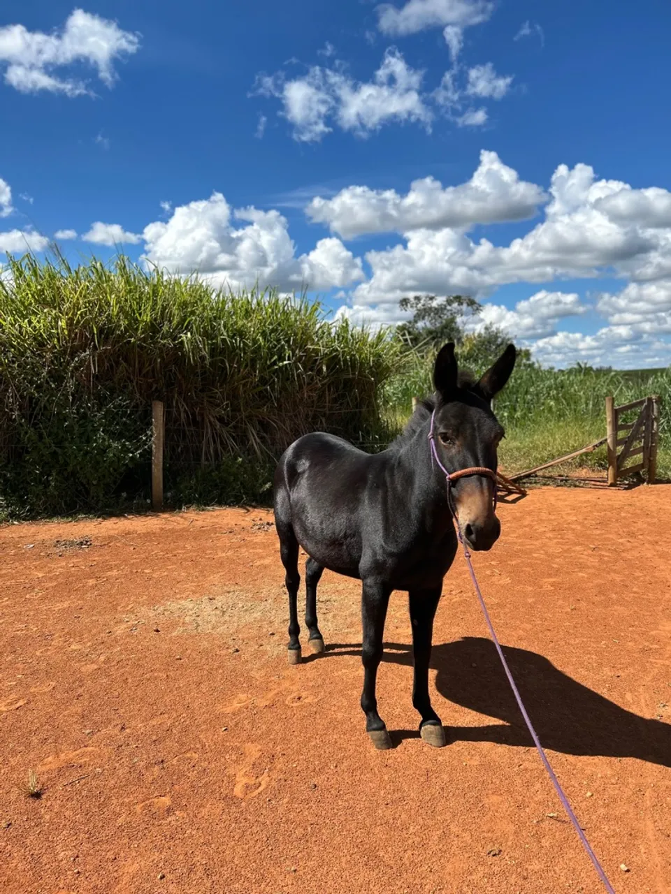 "uma mula" no Brasil
